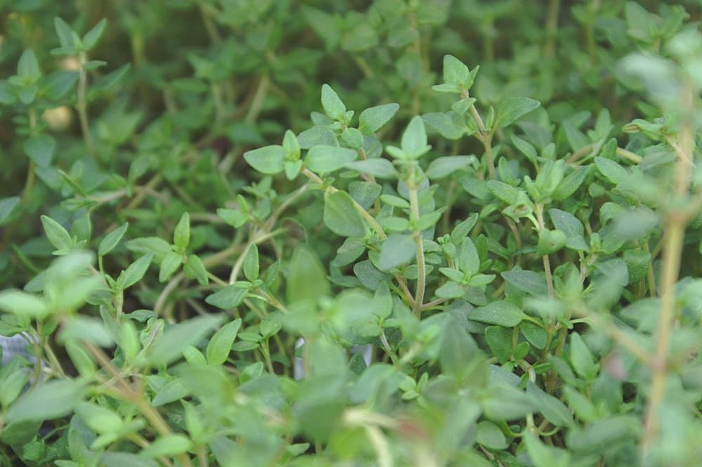 PMC: Thyme, Reveal Date: 5/23 – Brown Bear Herbs