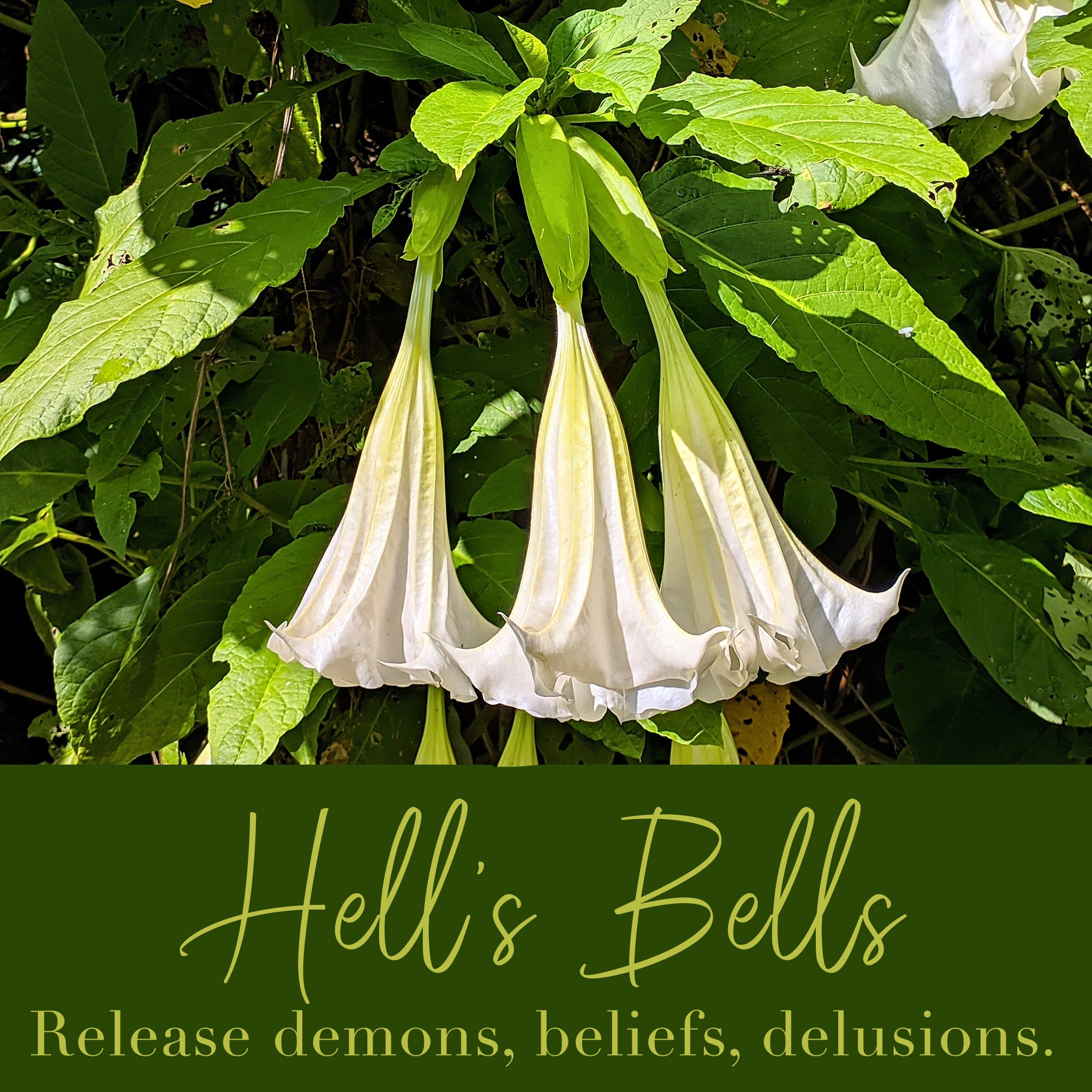 Hell's Bells Flower Essence – Brown Bear Herbs