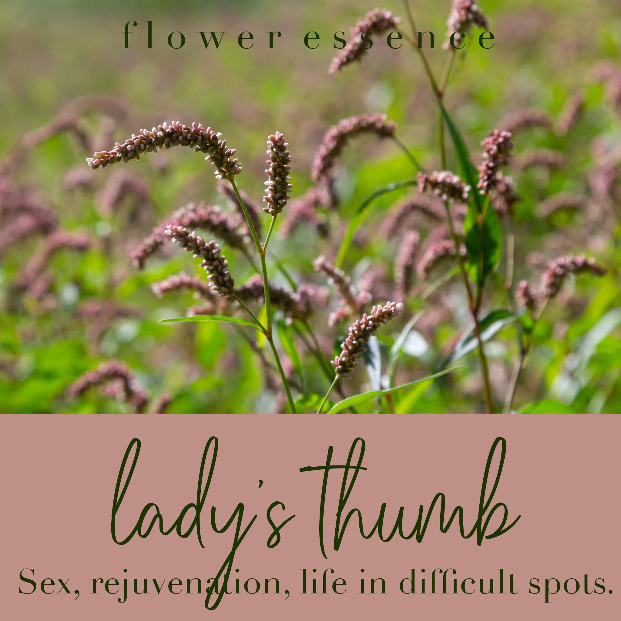 Lady's Thumb Flower Essence – Brown Bear Herbs