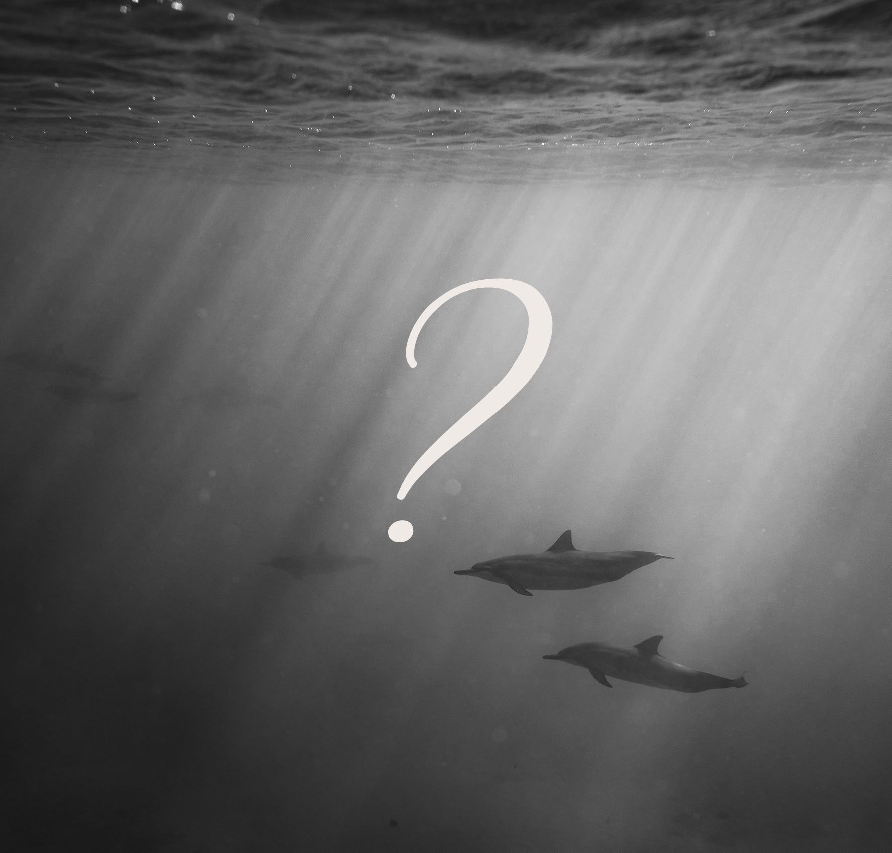 Mystery Animal, Animal Meditation Club 1/19/2026 – Brown Bear Herbs