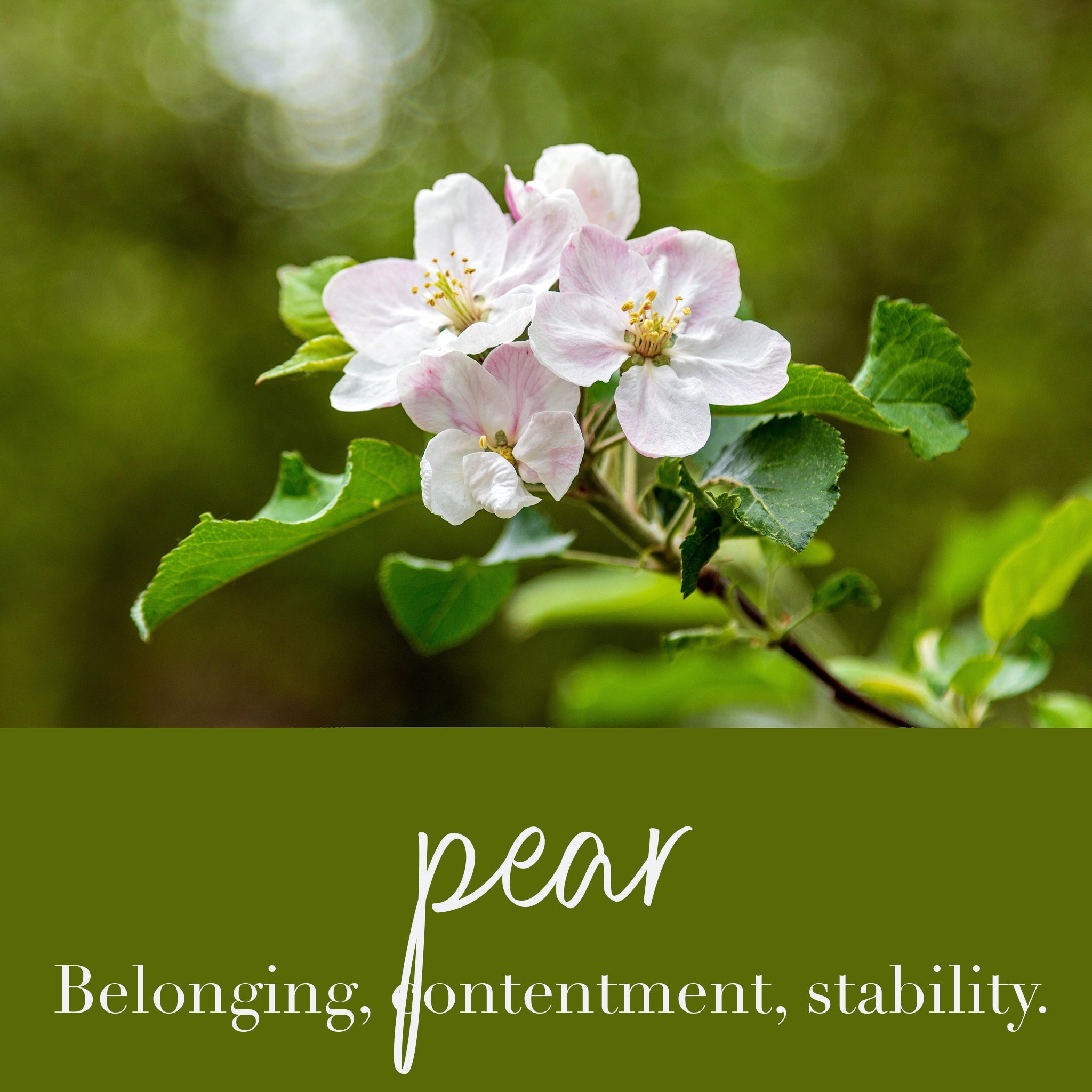 Pear Flower Essence – Brown Bear Herbs
