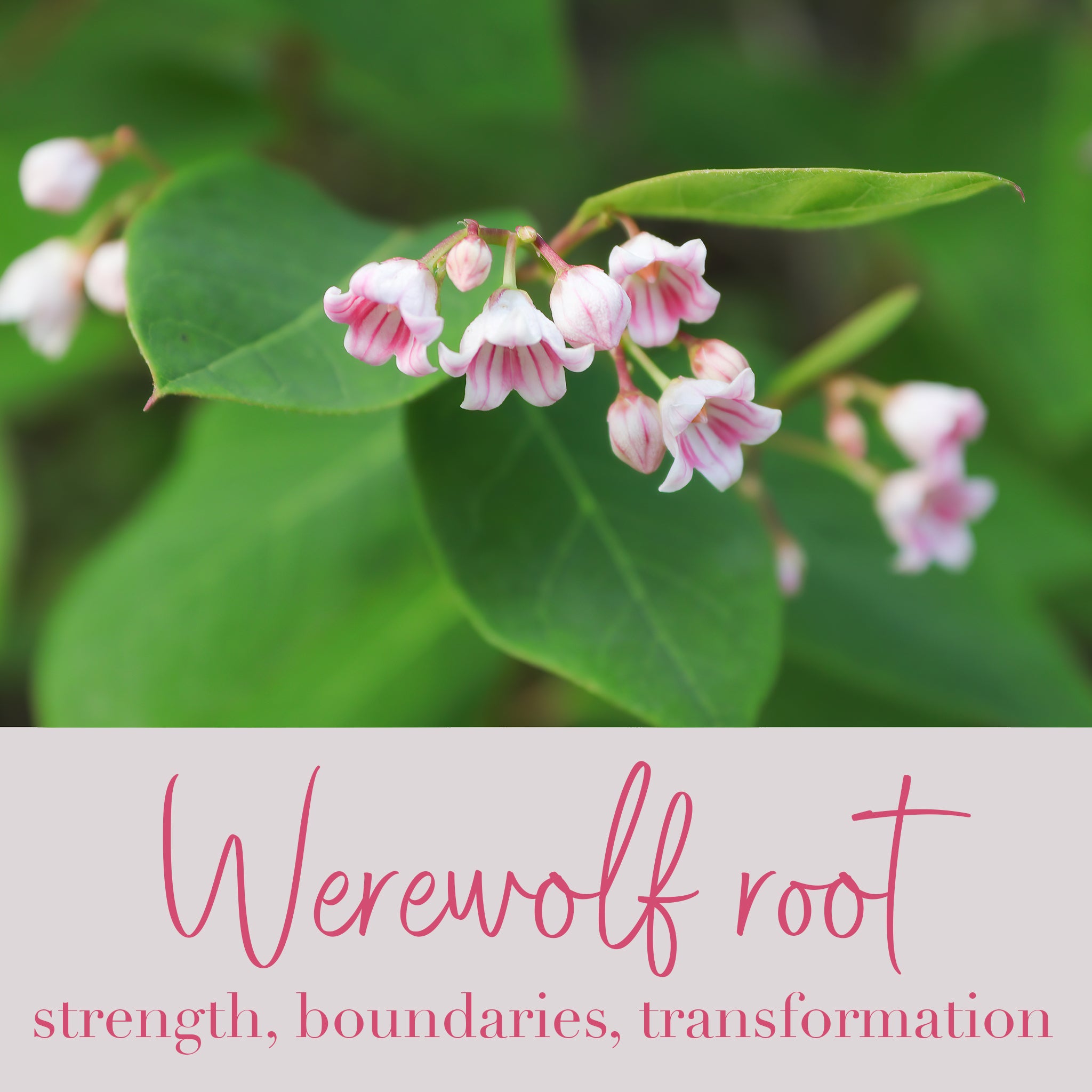 Werewolf Root Flower Essence – Brown Bear Herbs